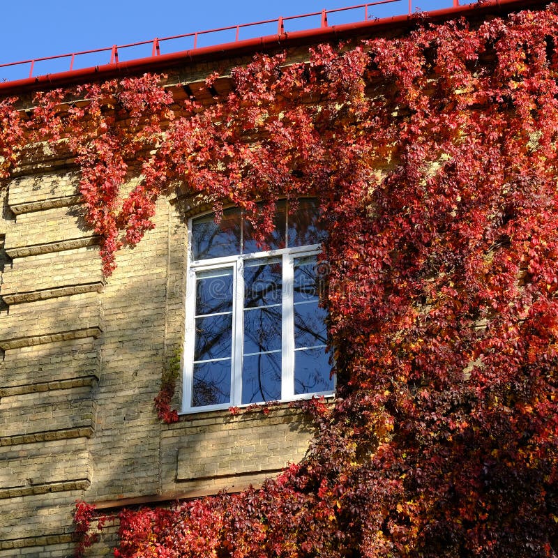 Window Surrounded by Nature Stock Image - Image of sculpture, building ...