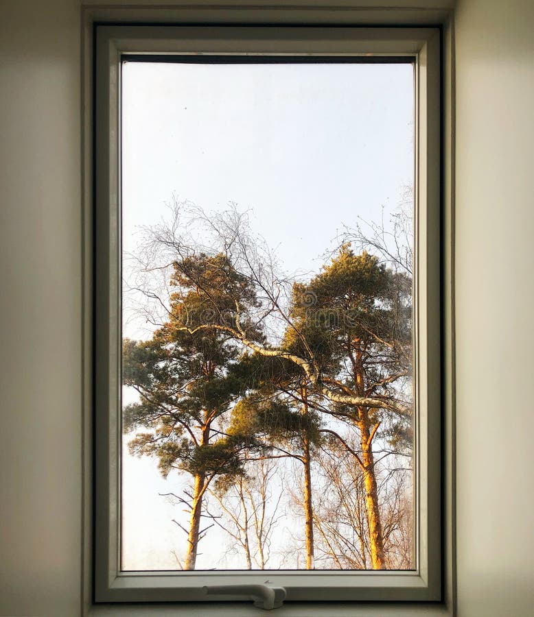 Trees stock photo. Image of window, trees, forest, green - 186778846