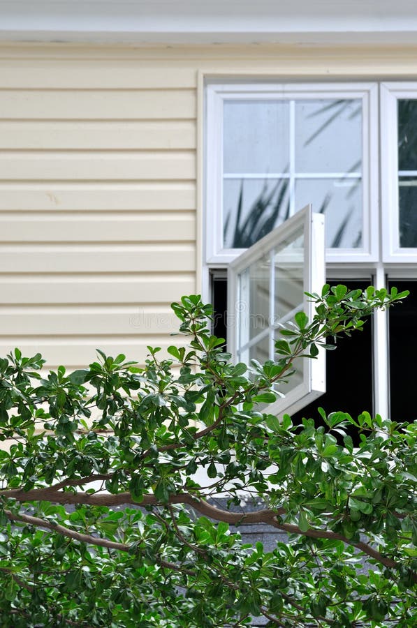Window and tree branch stock photo. Image of block, external - 21951310