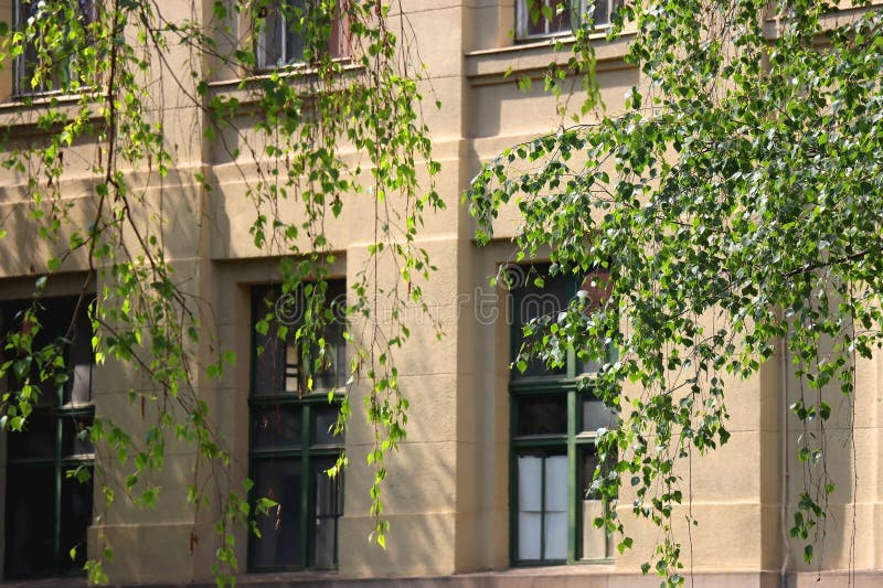 Window and Tree Branch stock image. Image of zagreb - 268827929