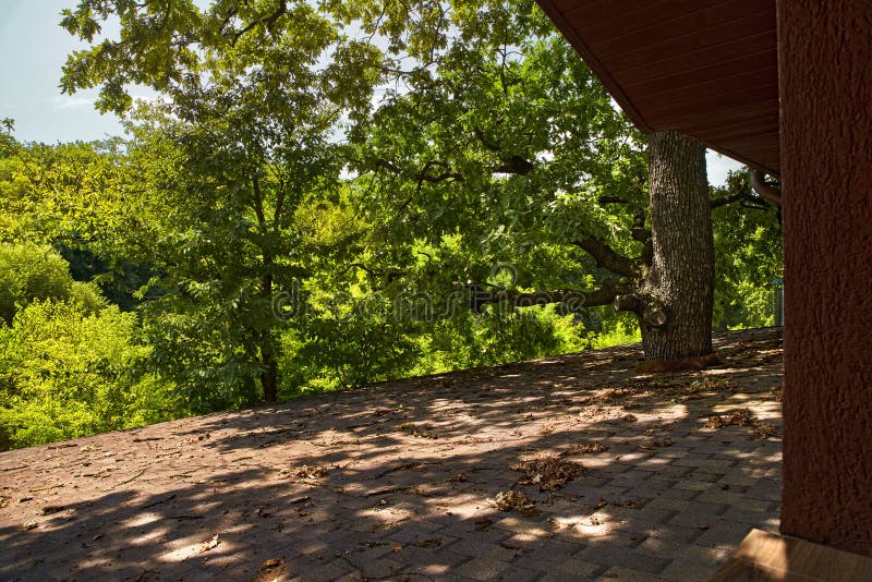 Window with a View of the Forest Stock Photo - Image of park, frame ...