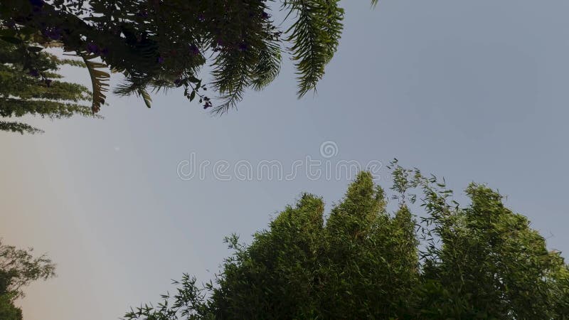 Window View of Trees Rustling in Breeze Wind in Summer Day Stock Video ...