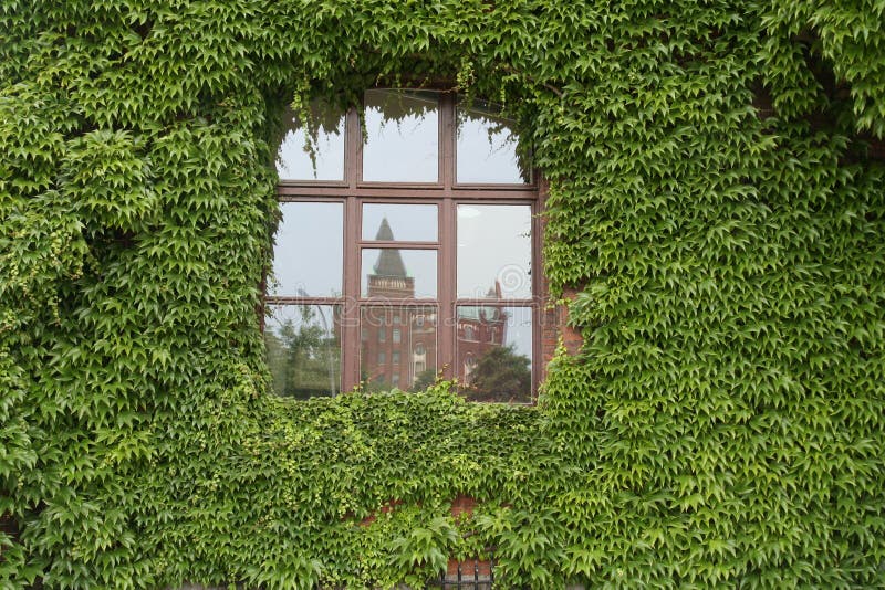 Window and vine stock photo. Image of window, mirror, vine - 886356