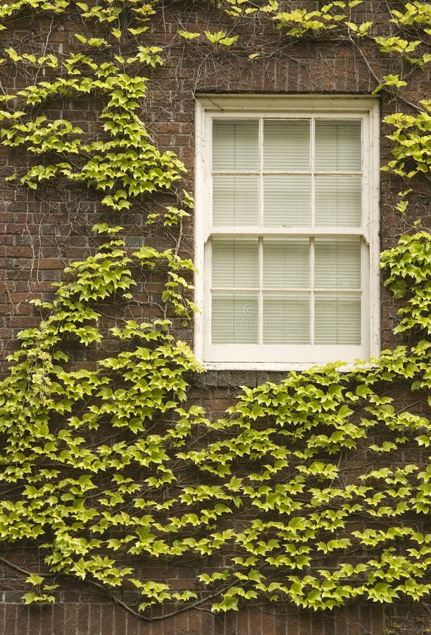 Window Vines stock image. Image of plant, green, wall - 8369987