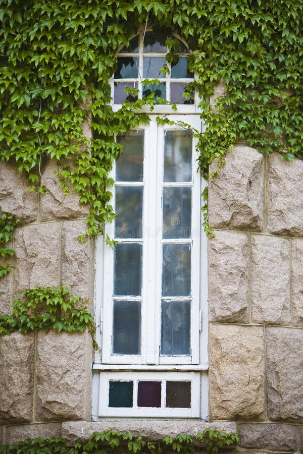 Window and vines stock photo. Image of cover, vine, vines - 9445536