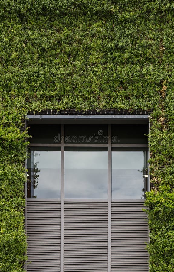 Window and Wall of the Building Covered with Green Plants. Vertical ...