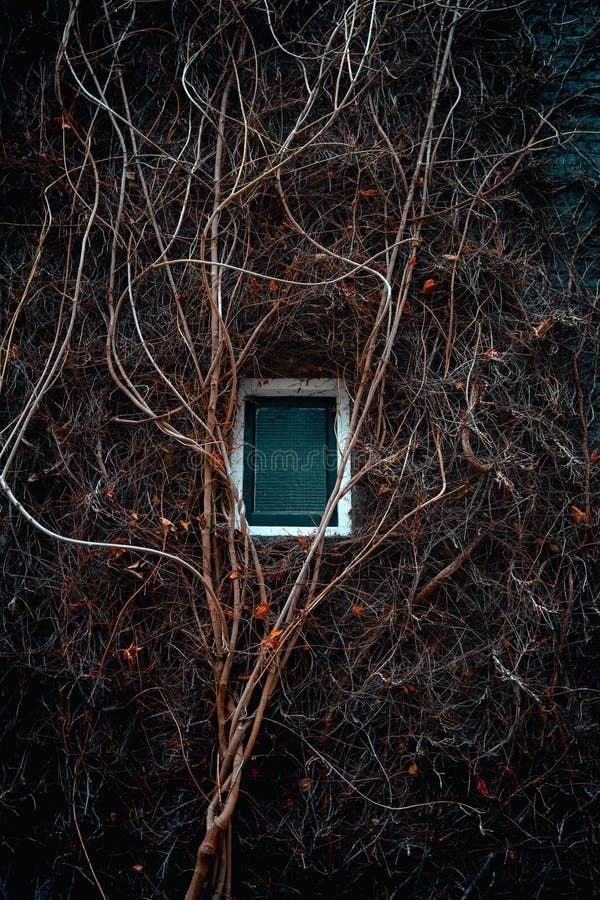 A Window on a Wall is Surrounded by Twigs and Branches Stock Image ...