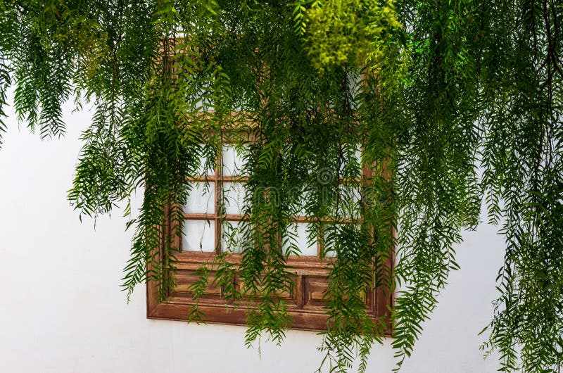 Window Covered by the Branches of a Tree Stock Image - Image of room ...