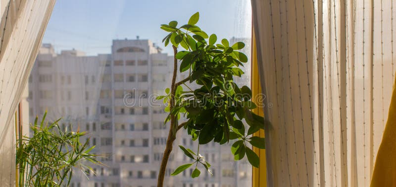 View from the Window on a Sunny Day Stock Image - Image of house, fall ...
