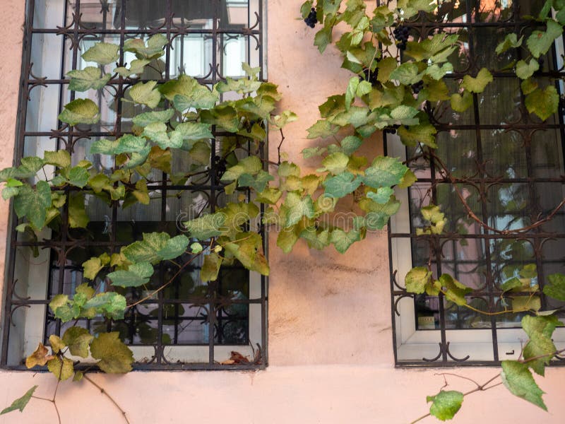 Windows with Bars and Autumn Leaves on the Tree. Tree Branches Against ...