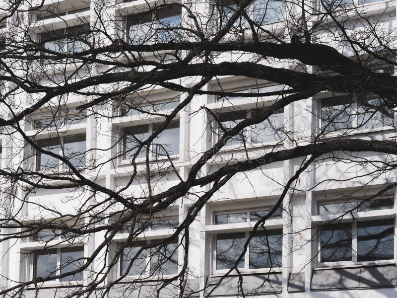 The Windows of the Building are Hidden Behind the Branches of a Large ...