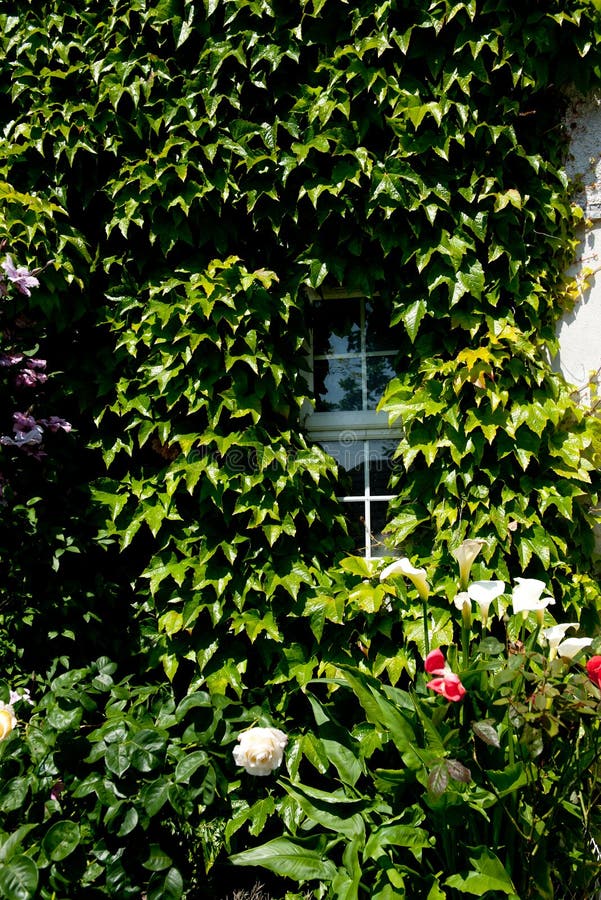 Windows Cover with Green Ivy Stock Image - Image of green, detail: 49589423