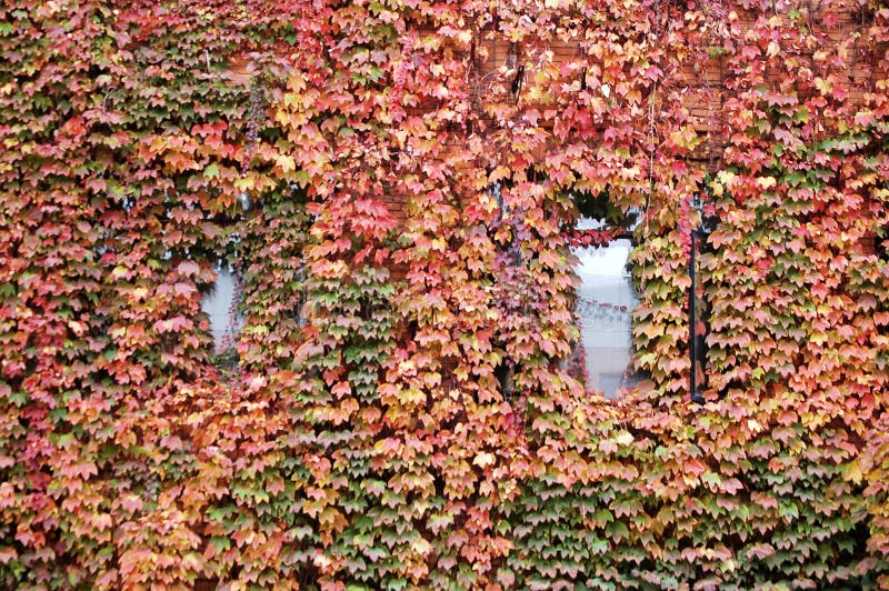 Windows Covered with Fall Ivy Stock Image - Image of leaves, house ...