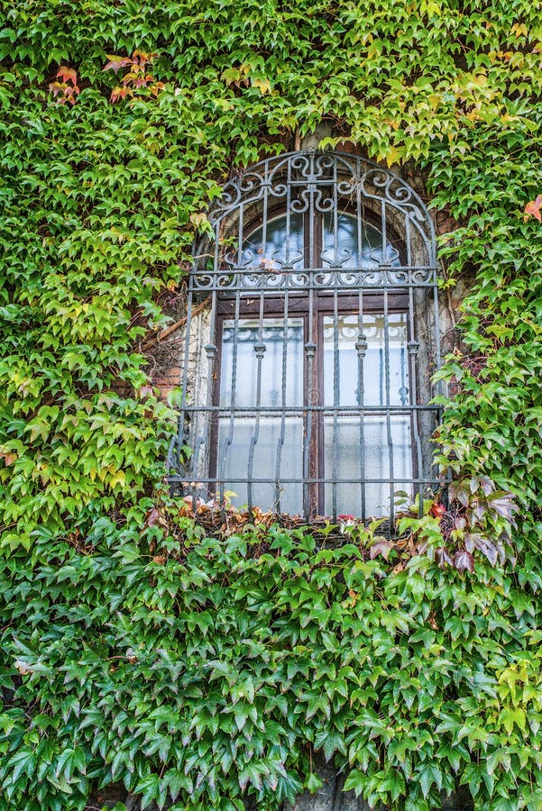 Windows covered with ivy stock photo. Image of bright - 63342002