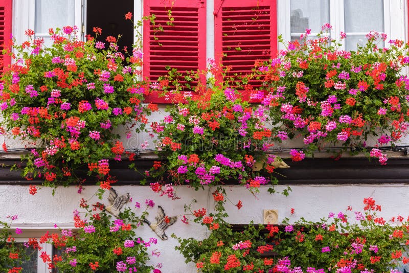 Windows Decorated with Geranium Flowers Stock Photo - Image of hanging ...