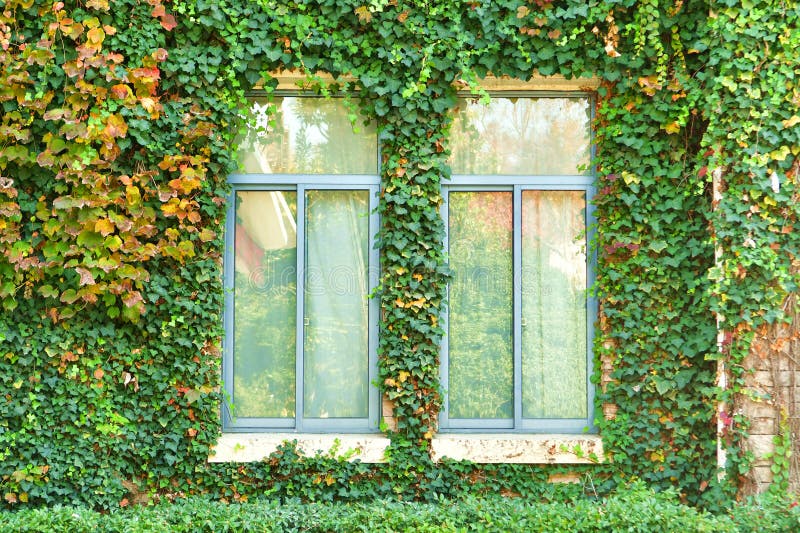 Windows on Facade of Building Covered with Vines in Autumn Imagen de ...