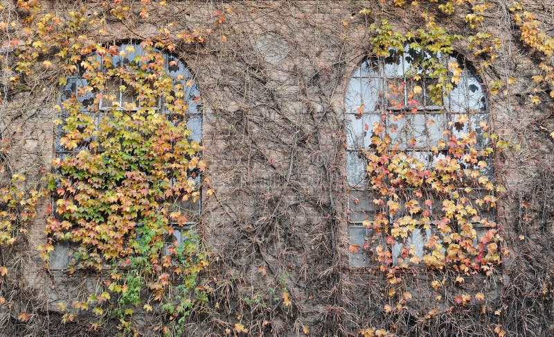 Colorful Ivy Leaves in Fall Stock Image - Image of autumn, beautiful ...