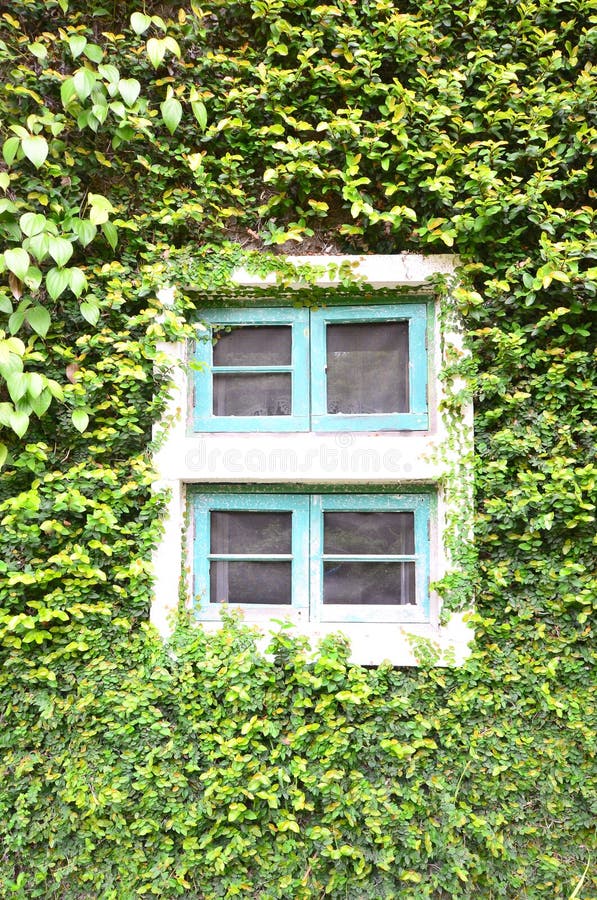 Windows in garden stock photo. Image of light, fern, outdoor - 57465082