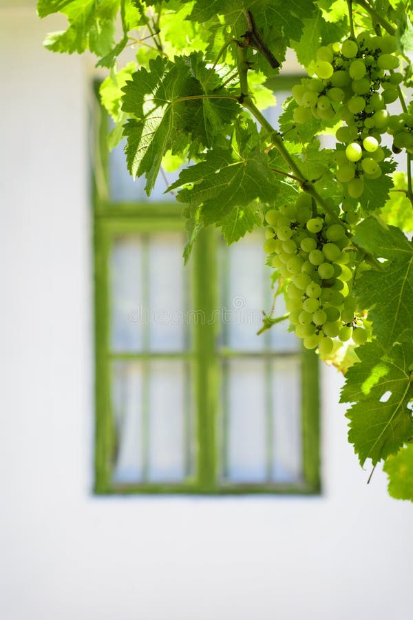Windows and grapevine stock photo. Image of agriculture - 32631732
