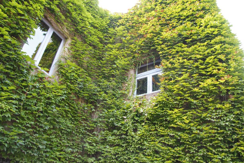 Windows in a green wall stock photo. Image of glass, wall - 79801086