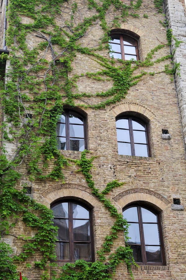 Windows with ivy stock image. Image of creeper, flora - 21947733