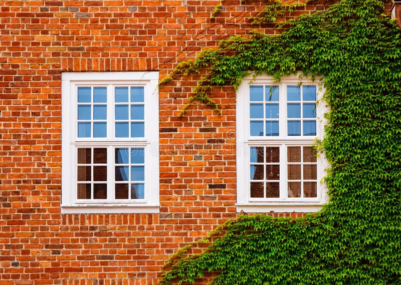 Windows with ivy stock image. Image of wall, glass, plant - 93885057