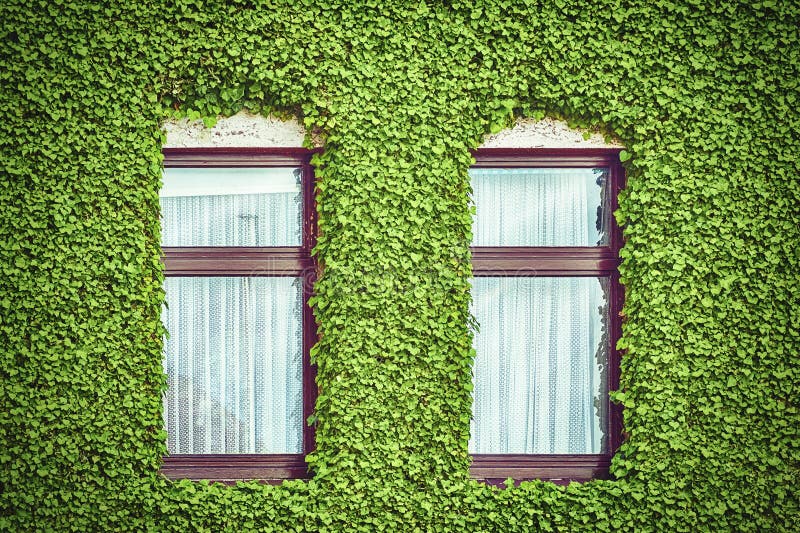 Windows among Ivy stock image. Image of architecture - 77020765