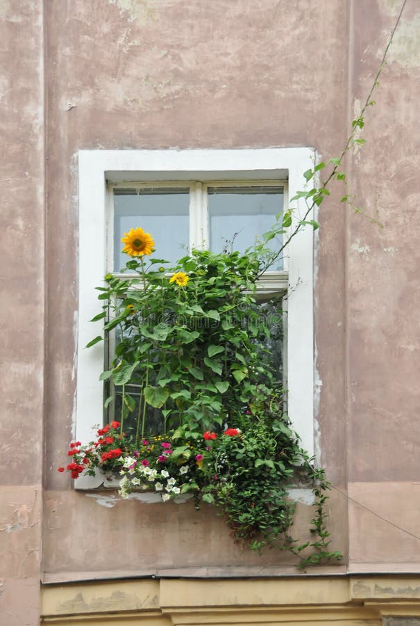Windows in Krakow, Poland stock image. Image of traditional - 115479117