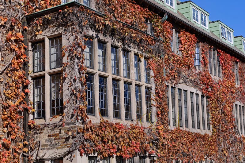 Windows of Old Stone Building Surrounded by Ivy Stock Image - Image of ...