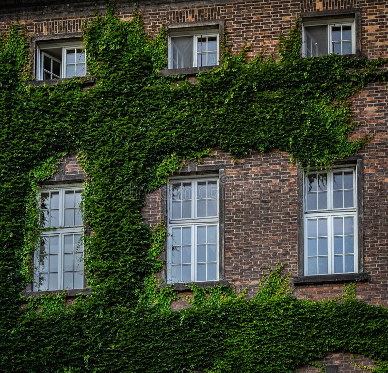 Windows Overgrown with Vines Stock Photo - Image of windows, rural ...