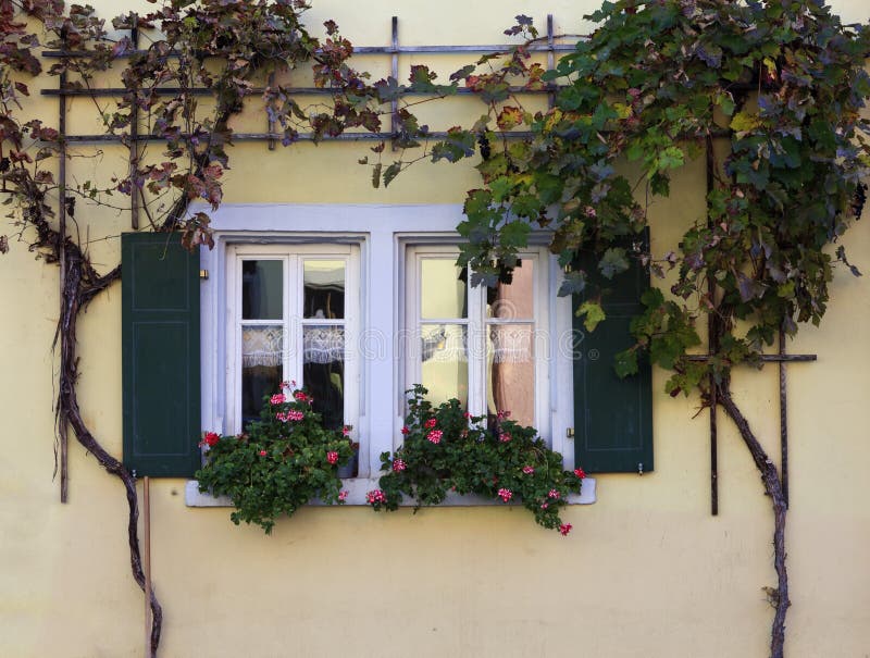 Windows and Vines stock photo. Image of windows, home - 25677968