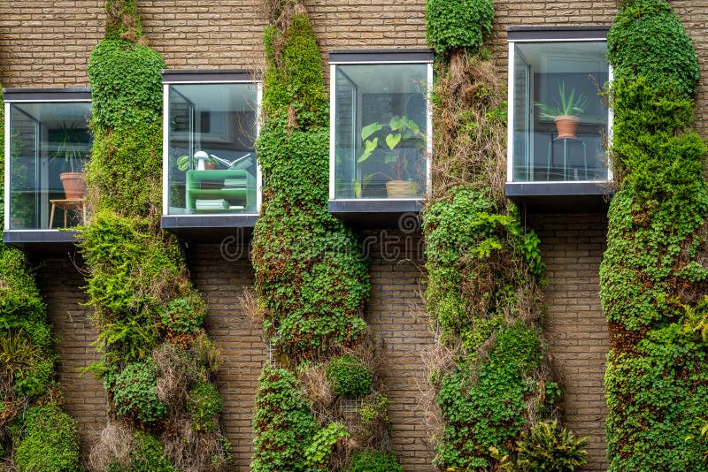 Windows and the Wall of Modern Sustainable Building, Various Climber ...
