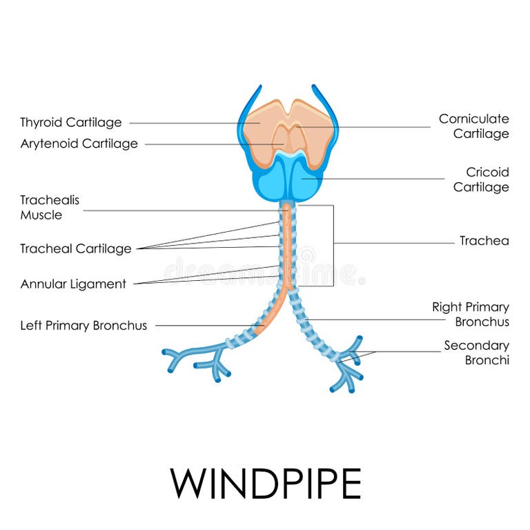 Windpipe Stock Illustrations – 1,230 Windpipe Stock Illustrations ...