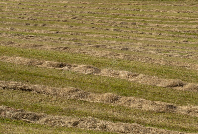108 Hay Windrows Field Stock Photos - Free & Royalty-Free Stock Photos ...