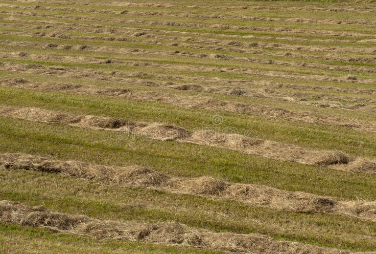 Windrow hay field stock photo. Image of farm, windrows - 54569750