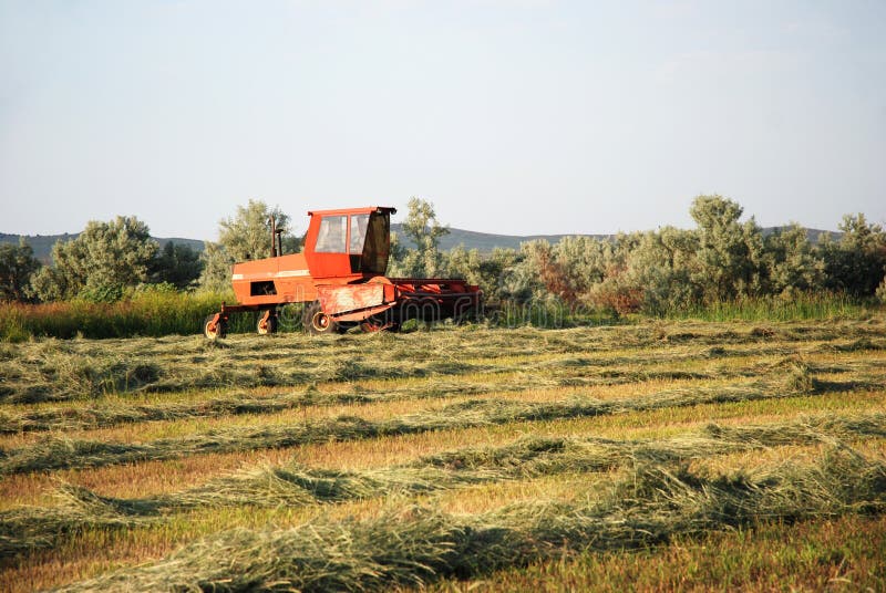 Windrowed Hay stock image. Image of grass, agriculture - 6013397