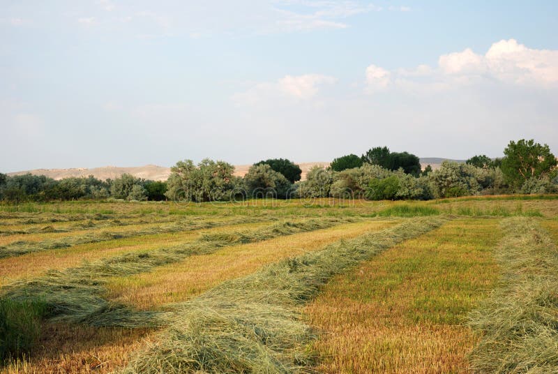 Rows of windrows stock image. Image of gold, loaf, earth - 10823599