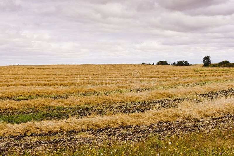 Windrows of Canola Crop Drying on a Field in Saskatchewan, Canad Stock ...
