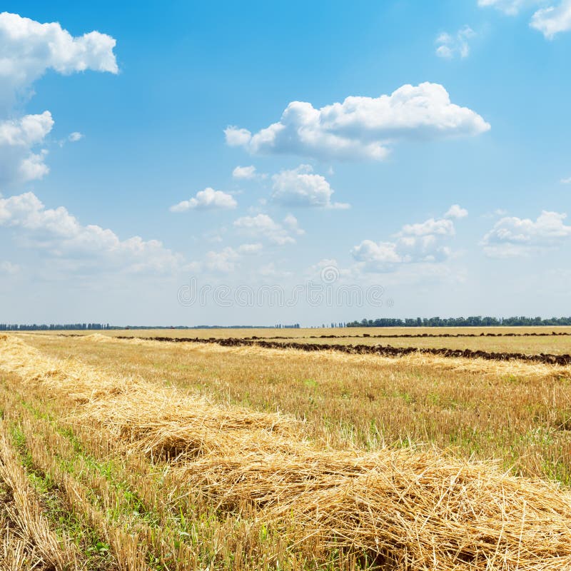 Hay windrows stock image. Image of agricultural, field - 23844813