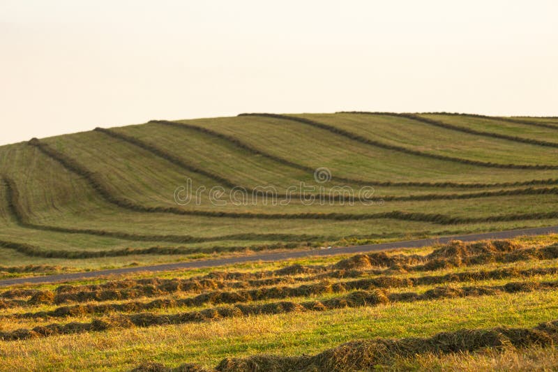 Windrows Form Lines Over a Glacial Drumlin in Central Connecticut Stock ...