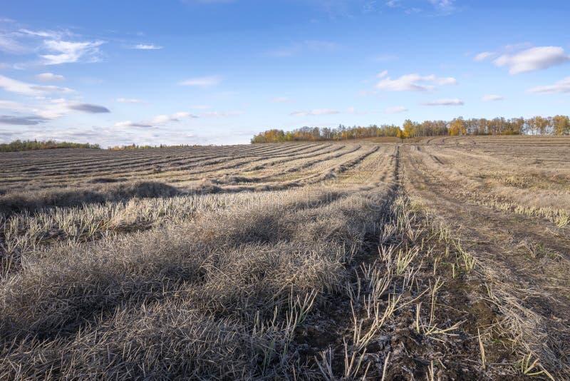 Windrows of Canola Crop Drying on a Field in Saskatchewan, Canad Stock ...