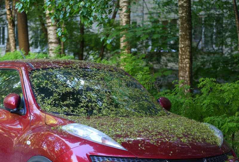 Windshield of a Red Car Covered with Greenery from Trees Stock Image ...