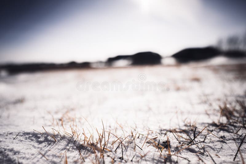 Windswept Backyard with Blades of Dead Lawn Grass Poking through Snow ...