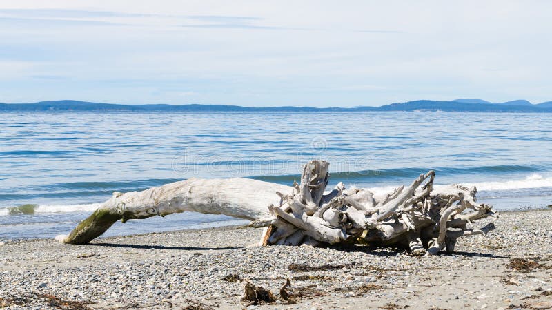 Windswept Bleached Log on Pebble Beach with Blue Sea Water and Horizon ...