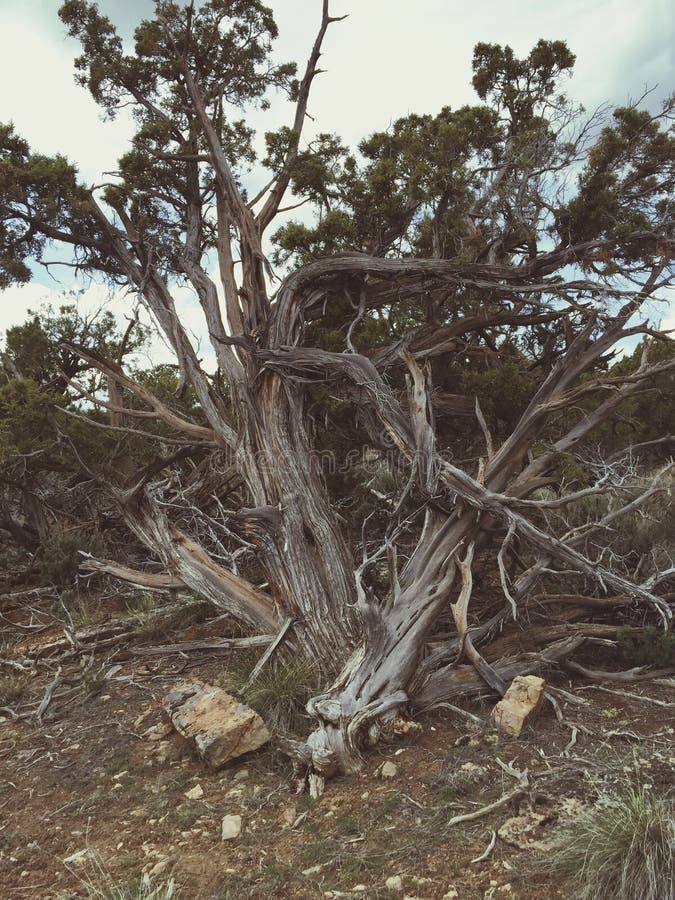 Windswept cedar tree stock image. Image of rough, scenery - 75541507