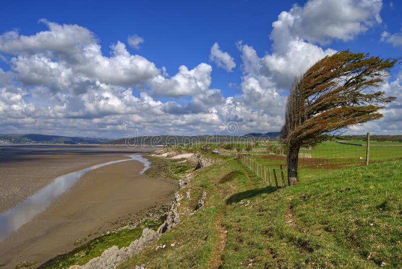 Windswept coastal tree stock image. Image of mudflats - 5334977