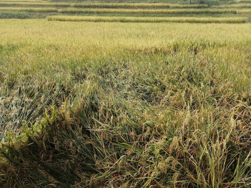 Windswept Golden Rice Fields Landscape Stock Photo - Image of landscape ...