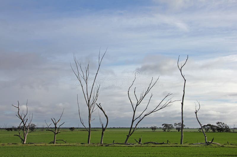 Windswept stock photo. Image of farm, spring, fields - 50362514