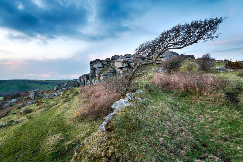 Windswept Tree stock photo. Image of hawthorn, helman - 39689842