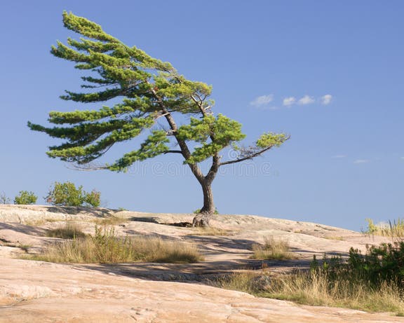 Windswept pine tree stock image. Image of nature, provincial - 6300281